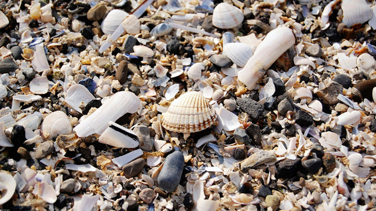 Outer Banks Beachcombers Guide To Finding Sea Shells | OBX Stuff