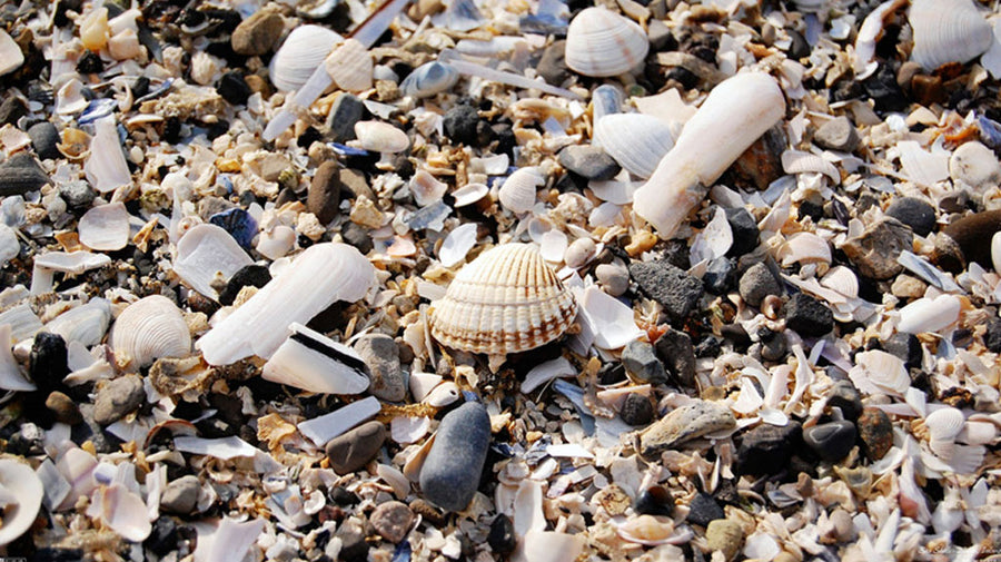 Outer Banks Beachcombers Guide To Finding Sea Shells | OBX Stuff