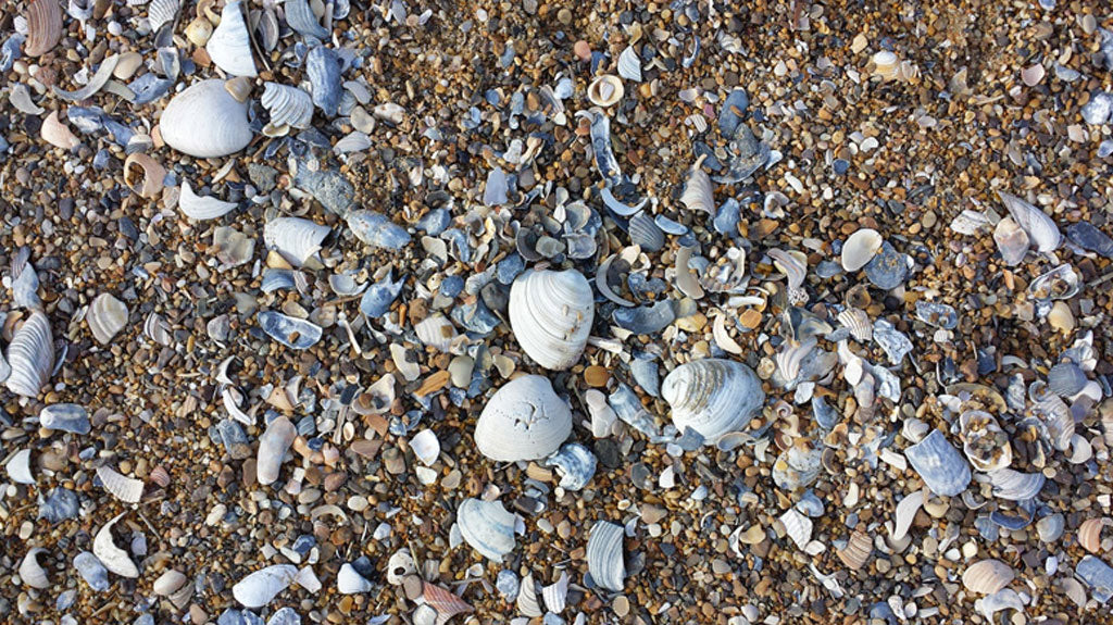 OBX T Shirts | Merch Apparel Outer Banks NC | OBX Stuff